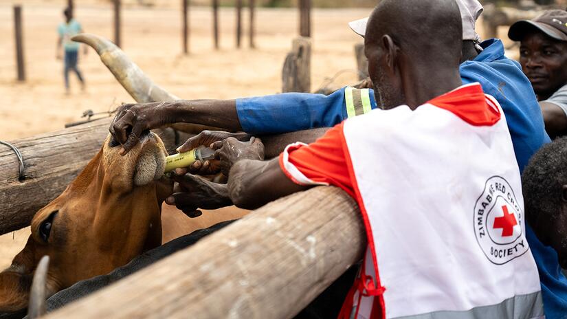zimbabwe-red-cross-cattle-medicine.jpg | IFRC
